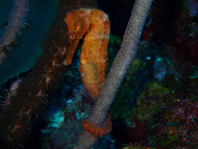 Roatan Aggressor | Adventure Logs