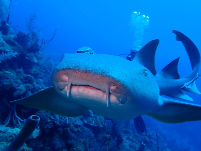 Roatan Aggressor | Adventure Logs