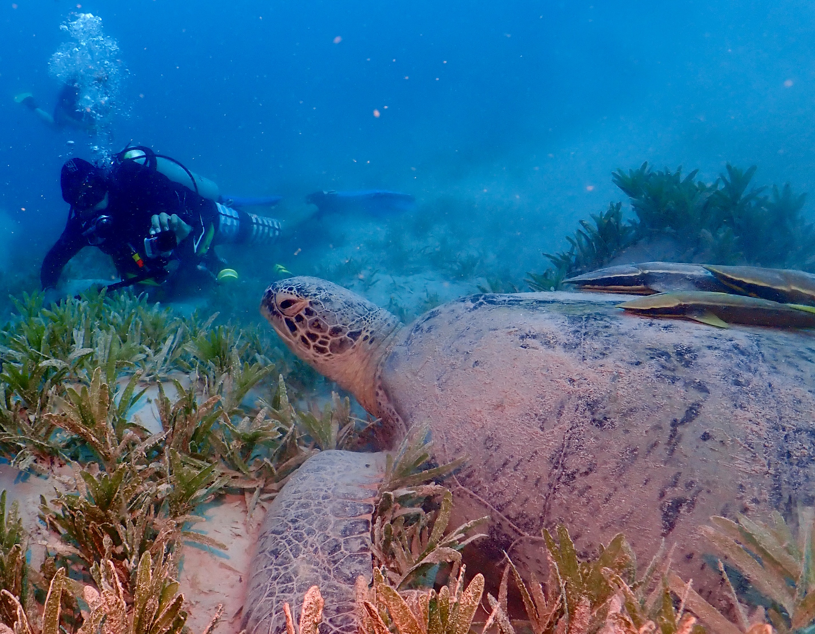 Red Sea Aggressor IV | Adventure Logs