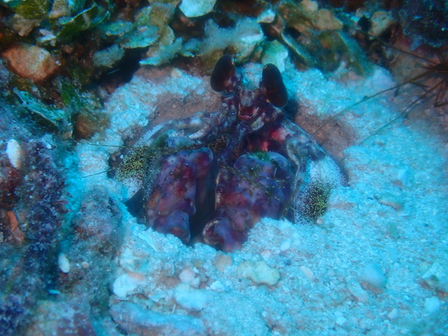 Roatan Aggressor | Adventure Logs