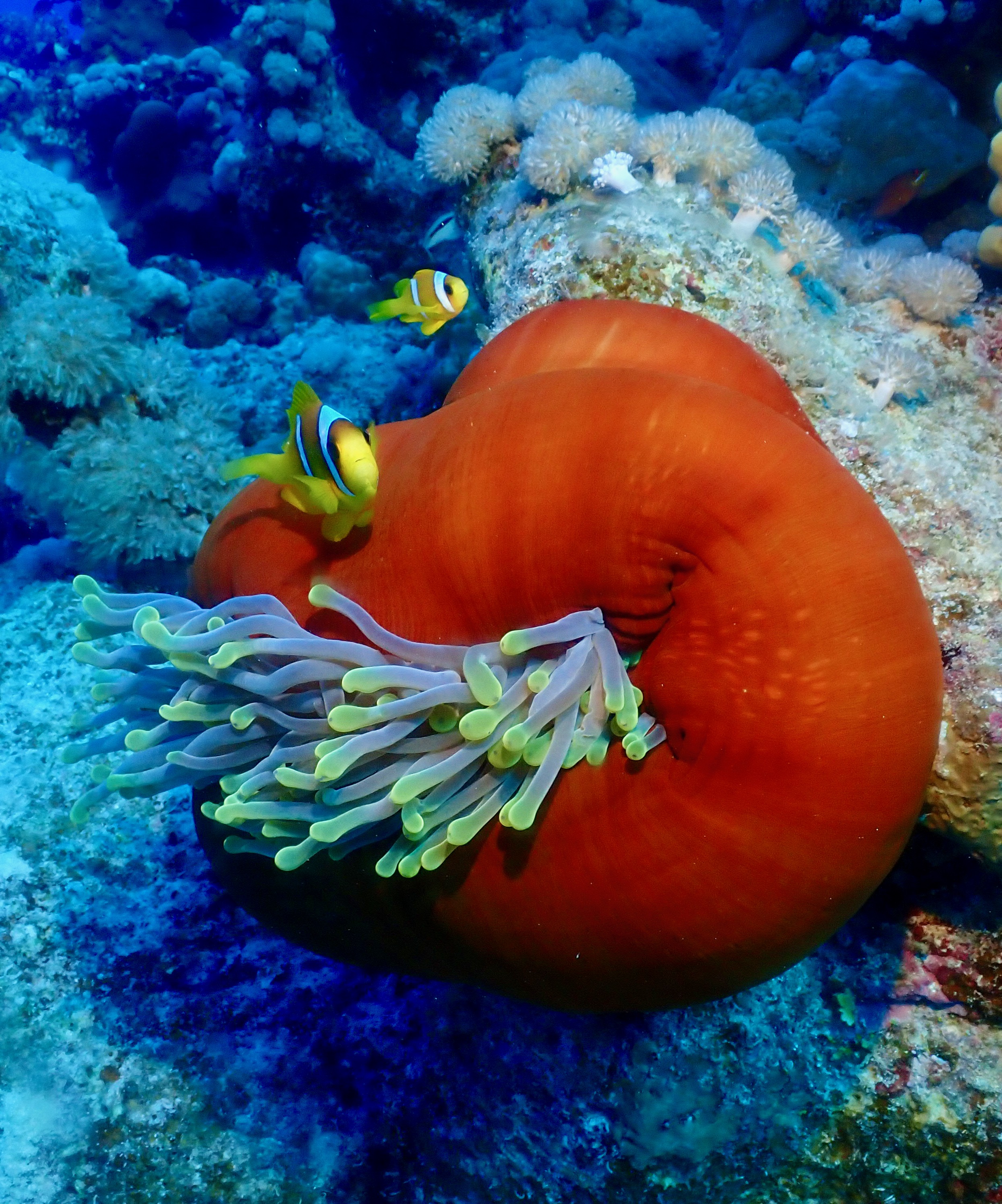 Red Sea Aggressor IV | Adventure Logs