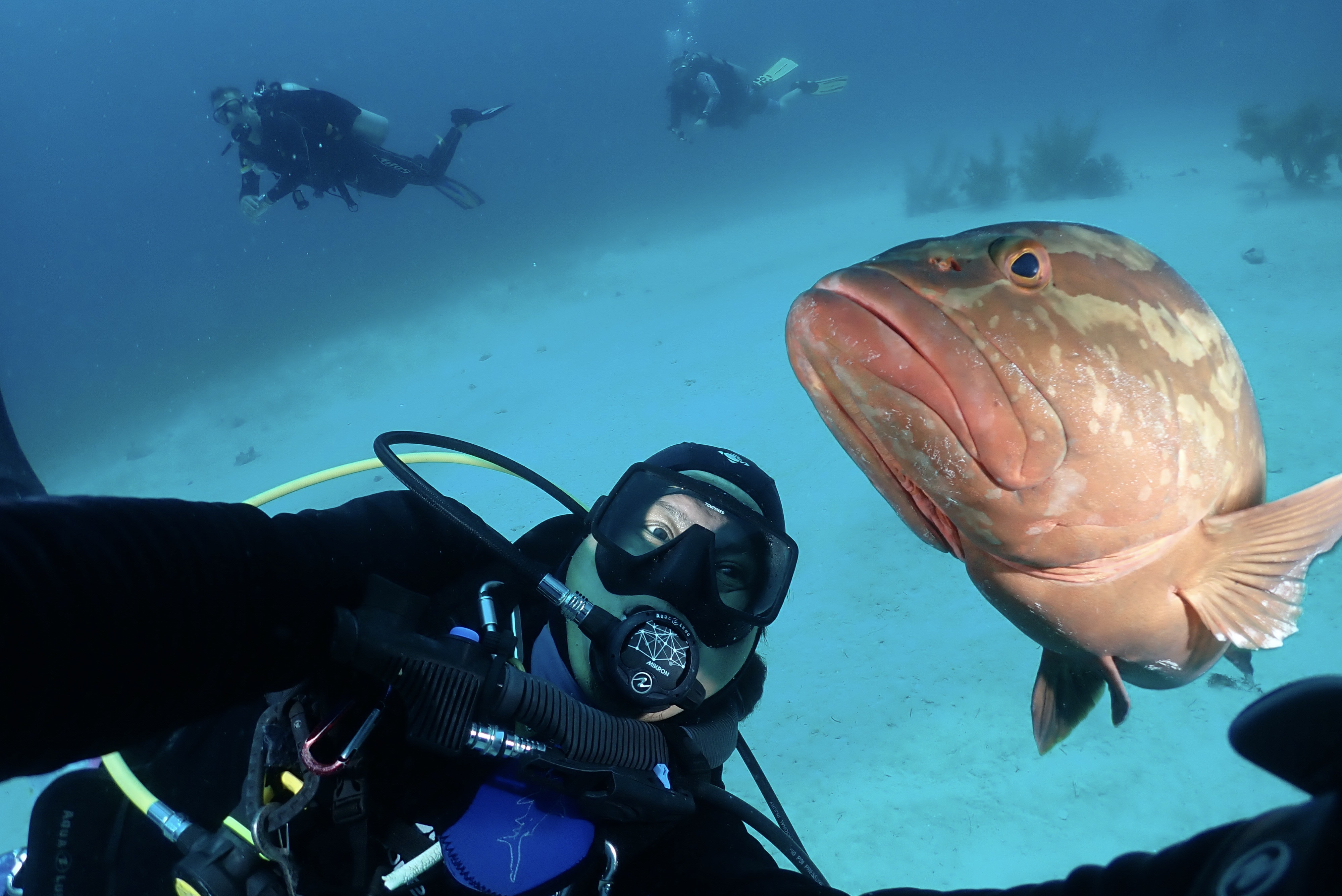 Belize Aggressor IV | Adventure Logs