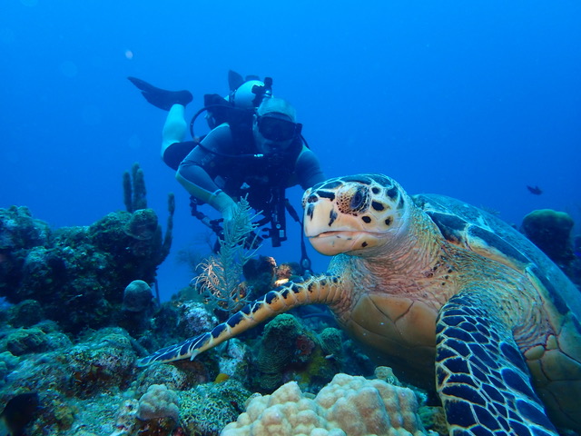 Roatan Aggressor | Adventure Logs