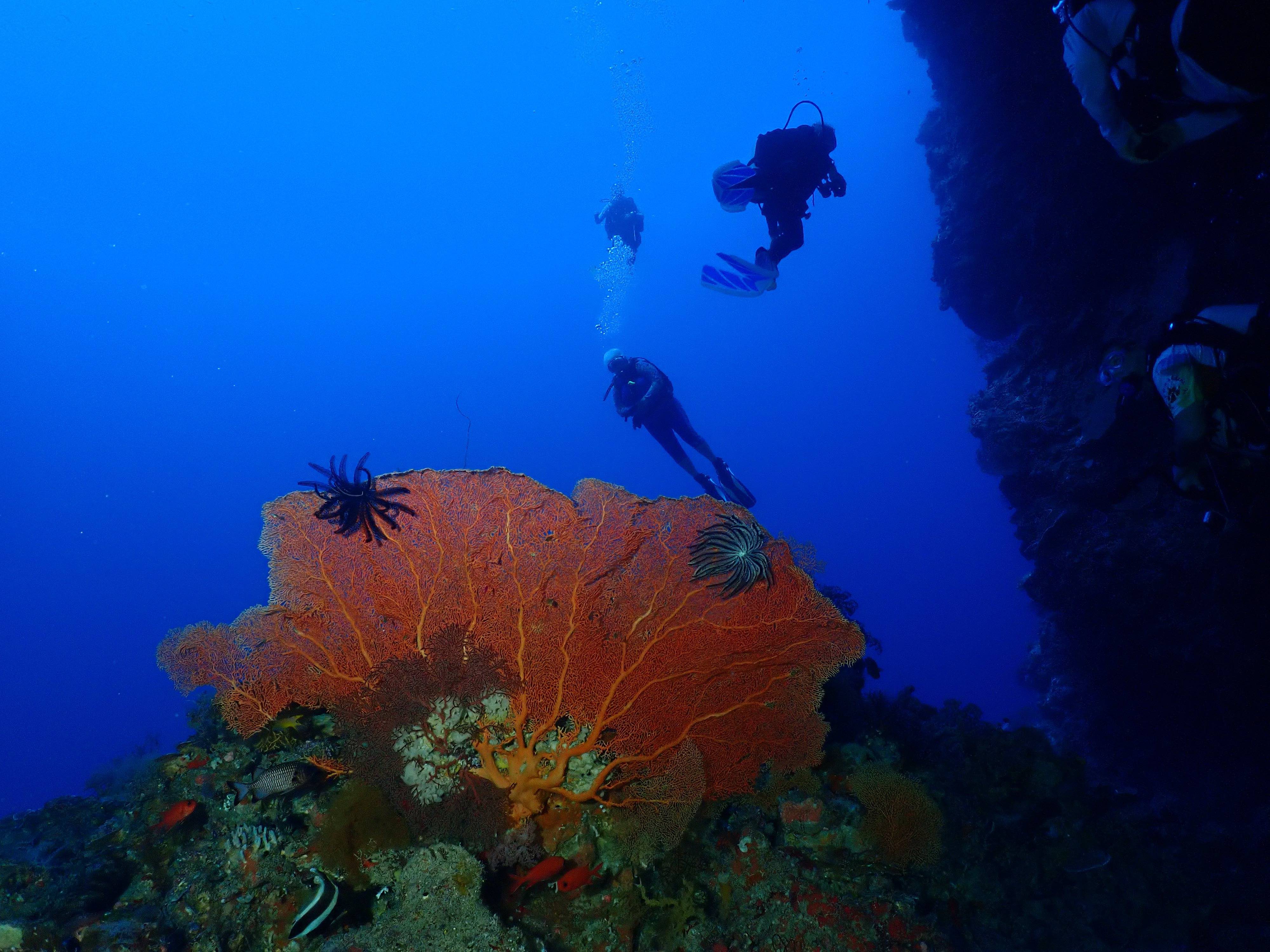 Palau Aggressor II | Adventure Logs