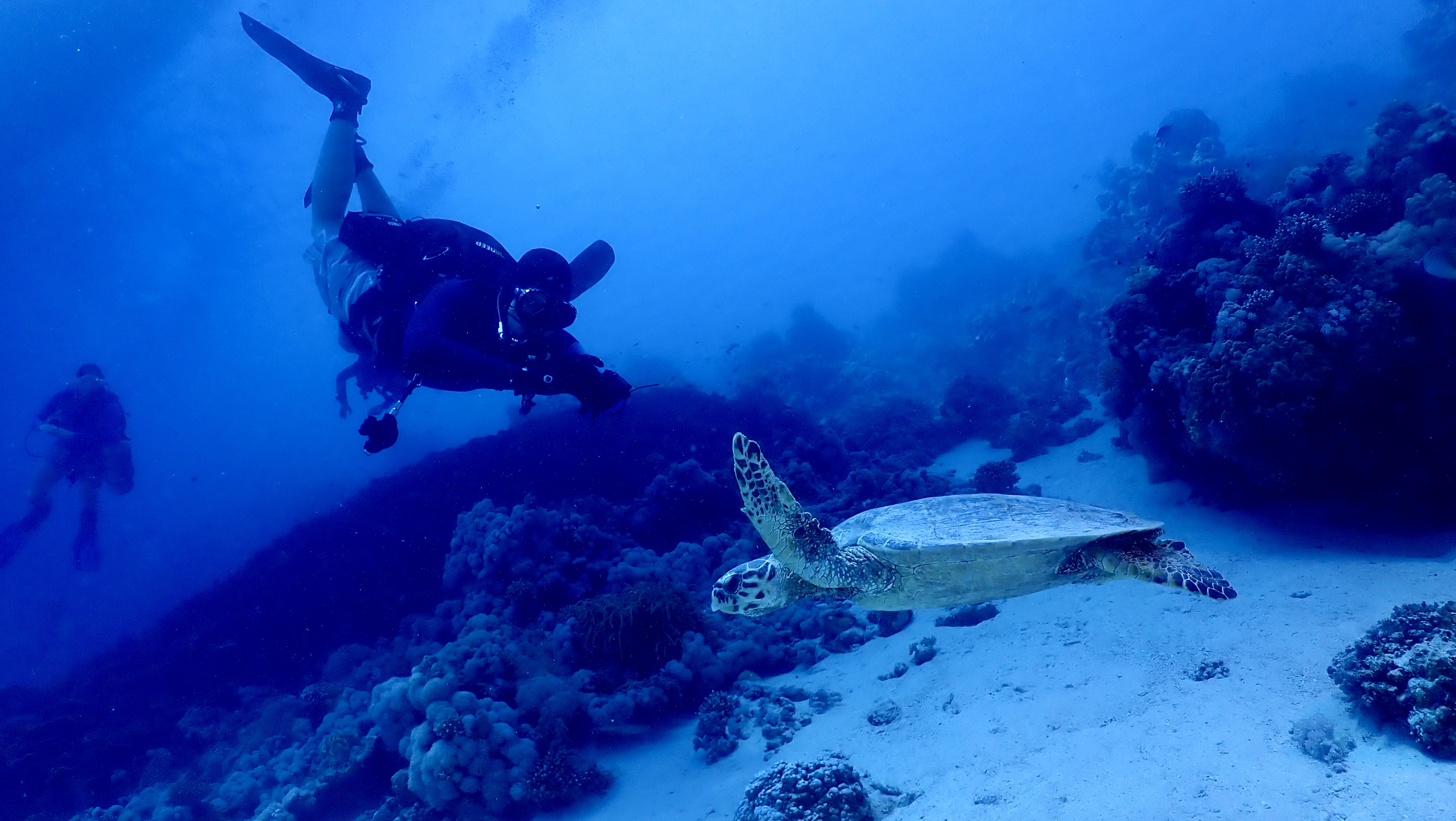 Red Sea Aggressor IV | Adventure Logs