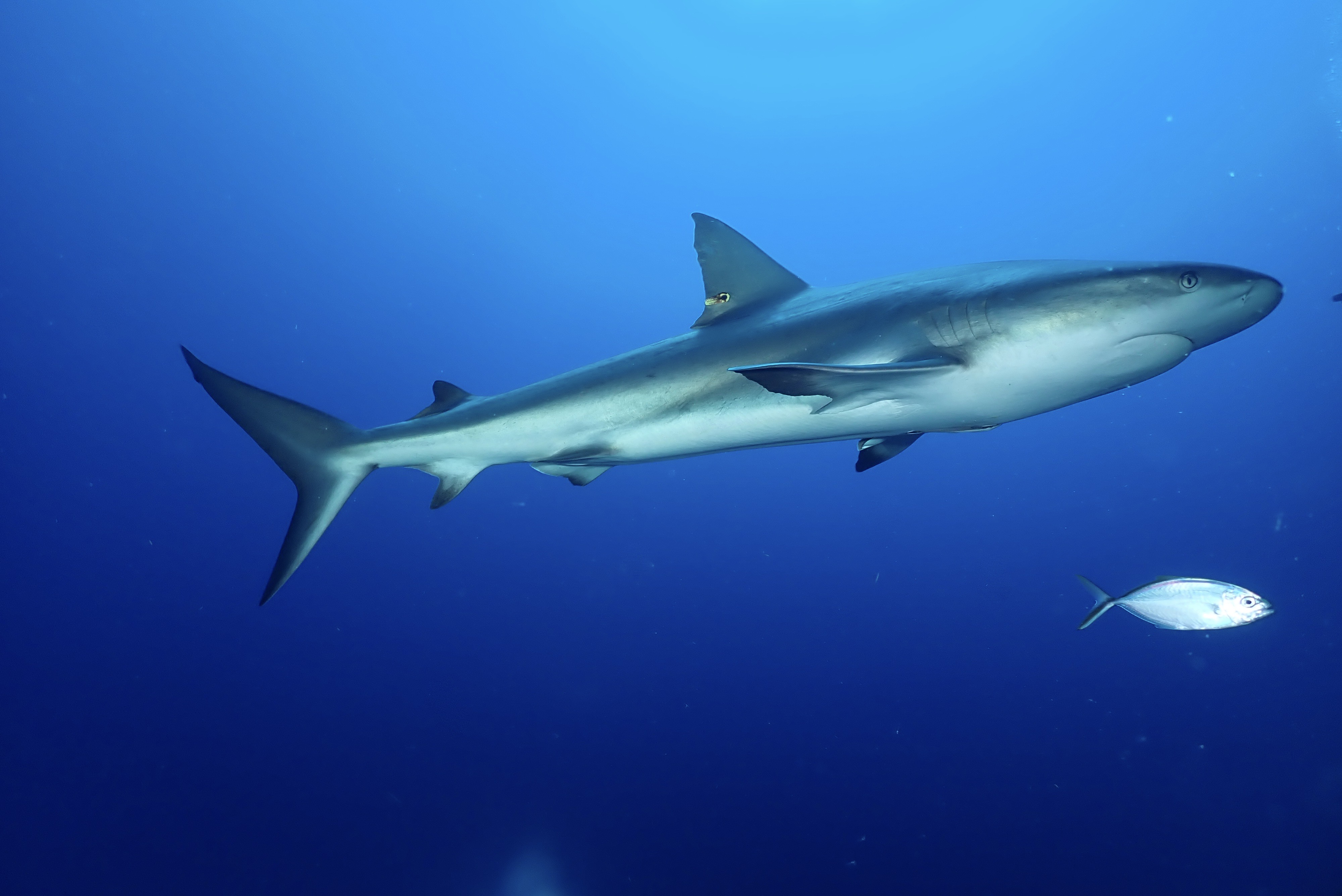 Belize Aggressor IV | Adventure Logs