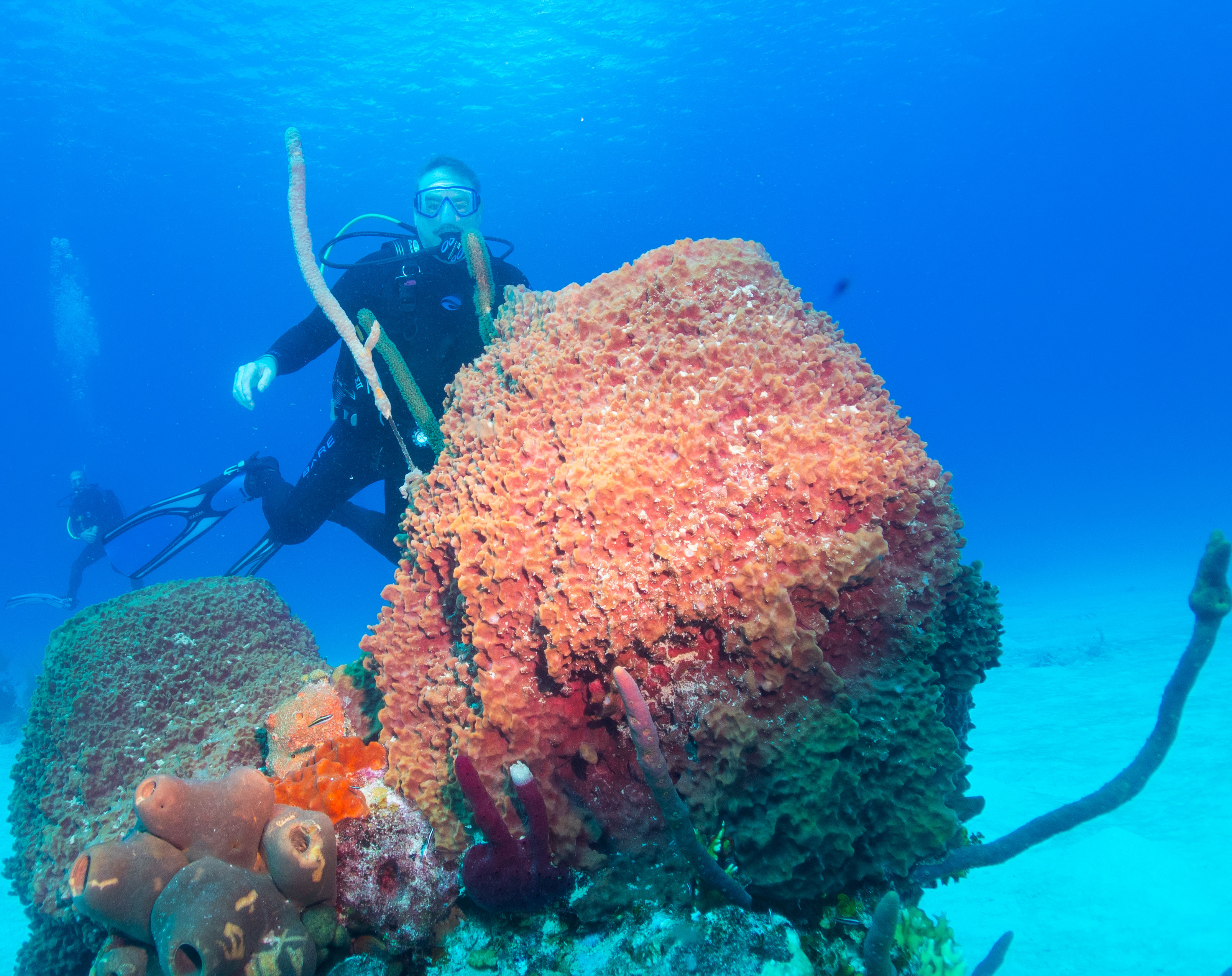 Turks & Caicos Aggressor II | Adventure Logs