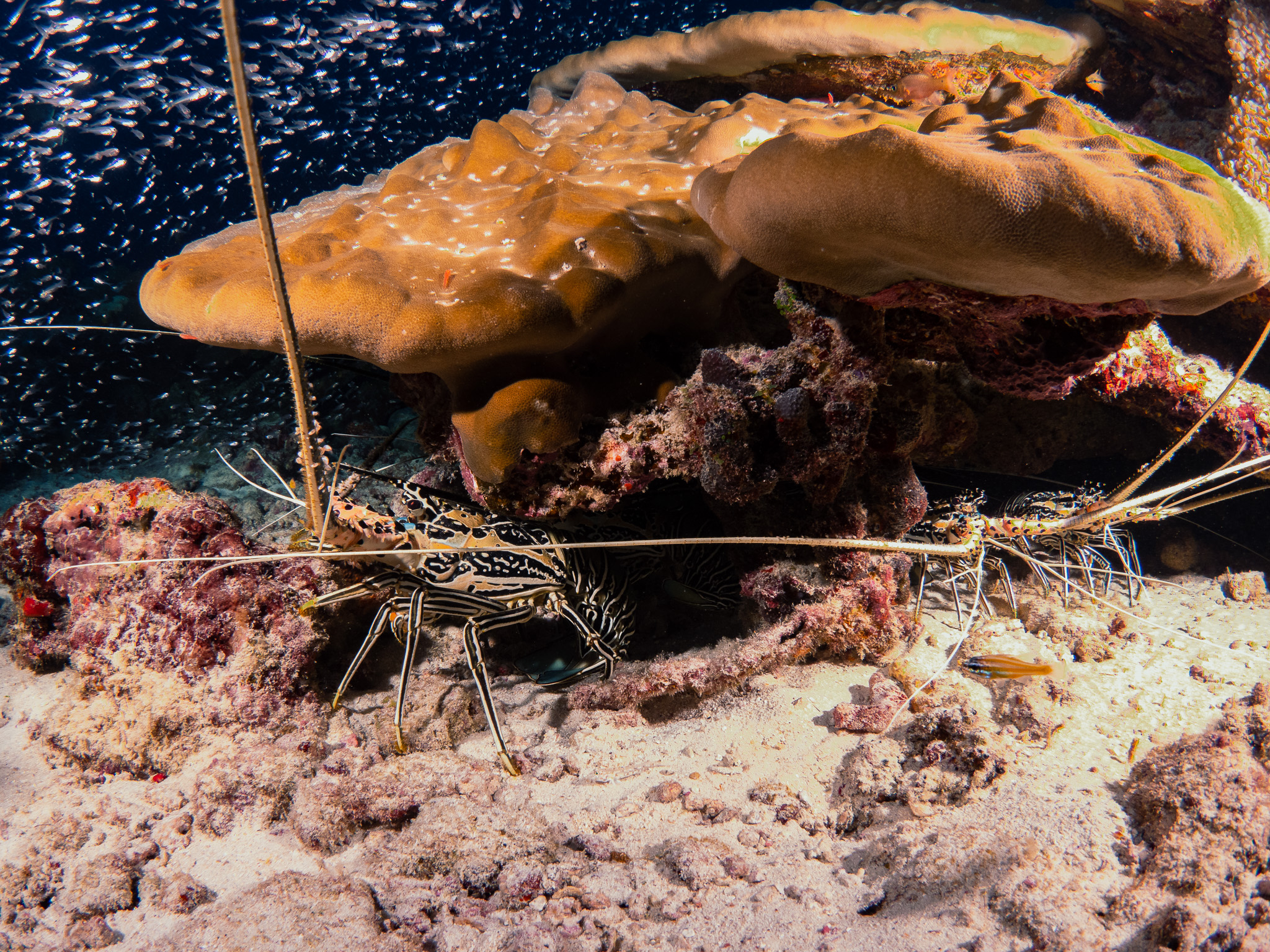 Thailand Aggressor | Adventure Logs