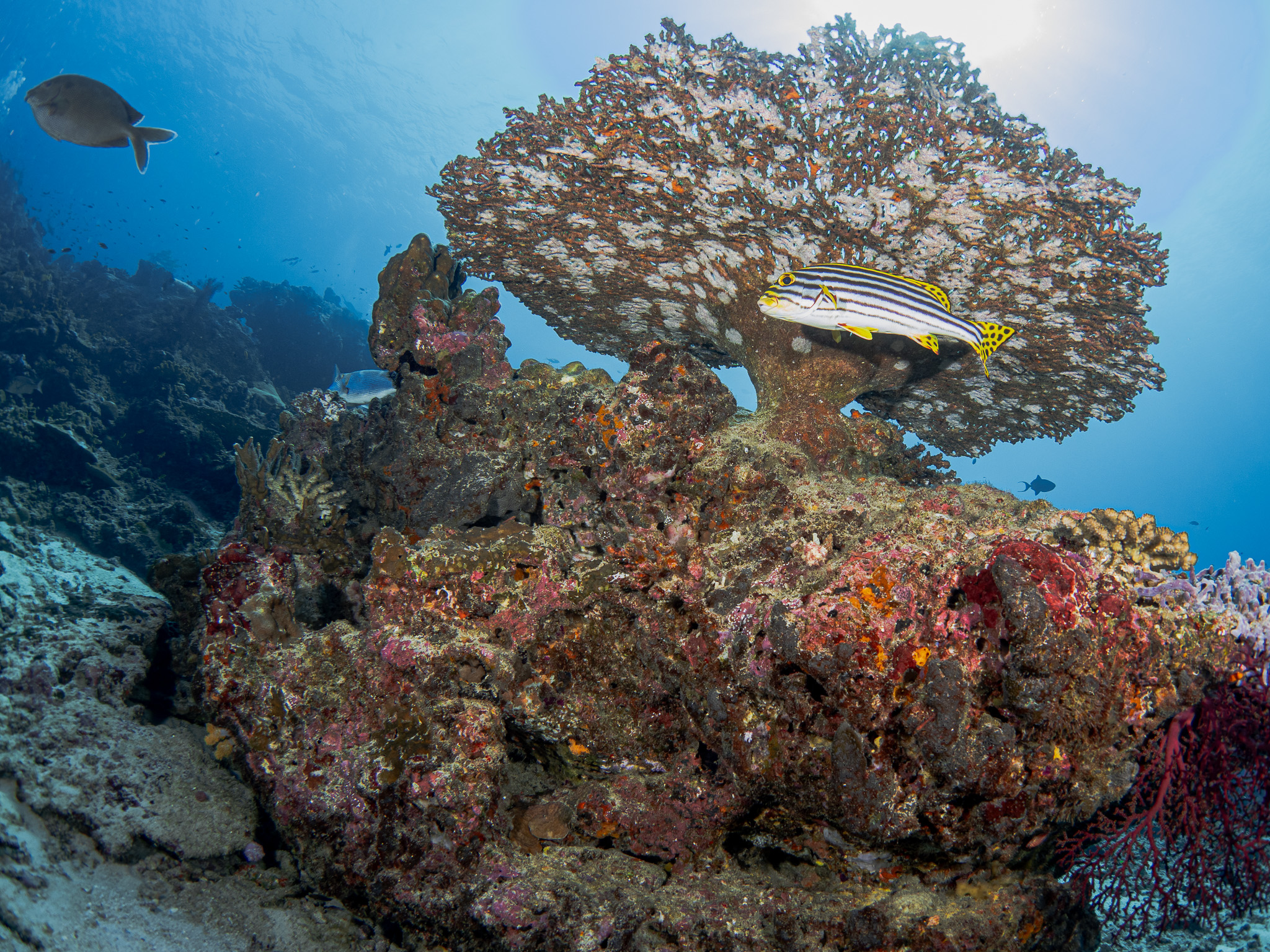 Thailand Aggressor | Adventure Logs