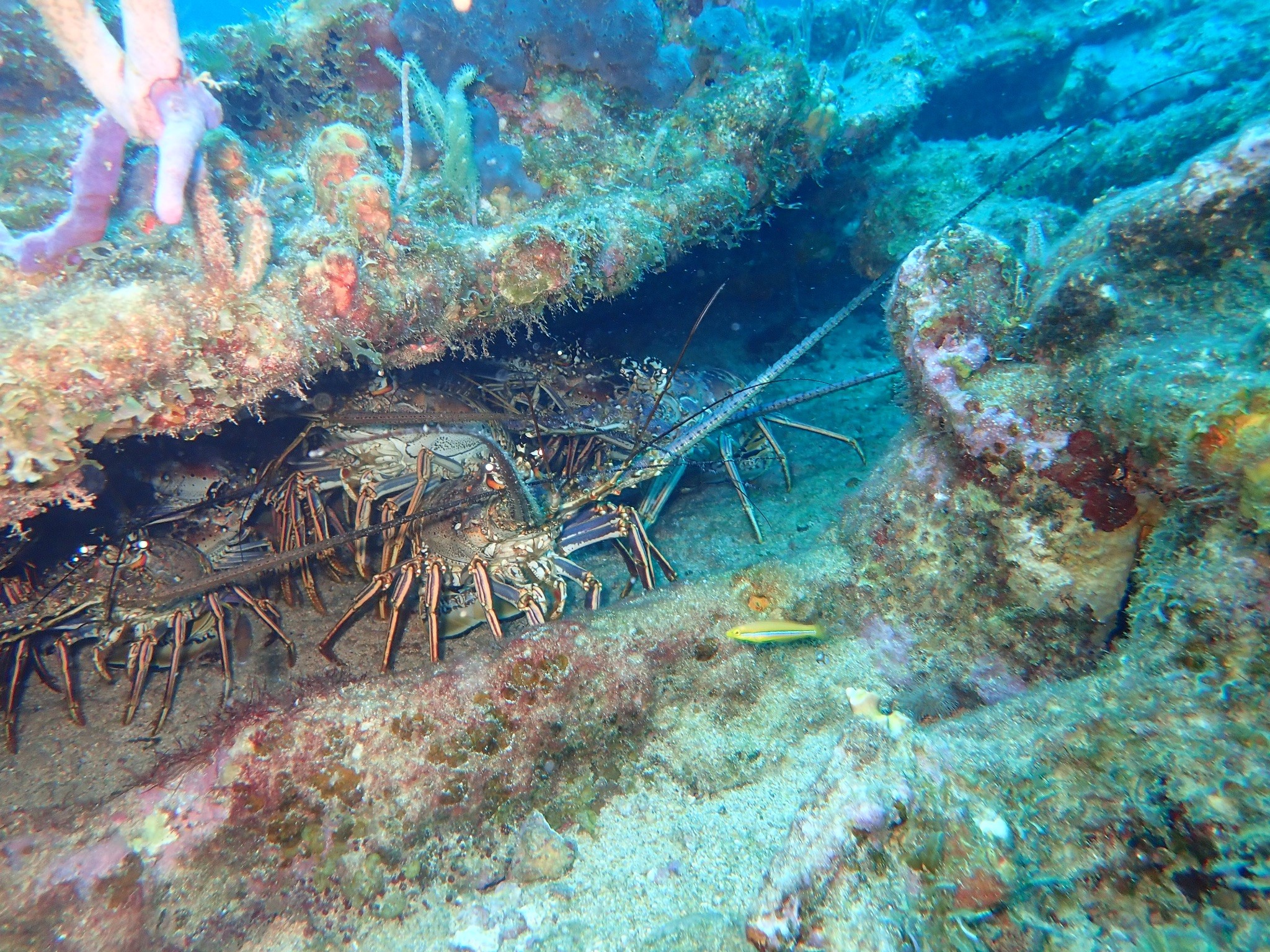 BVI Aggressor | Adventure Logs
