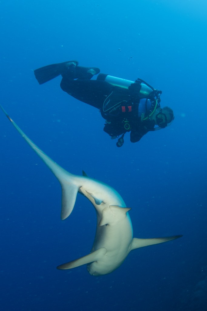 Turks & Caicos Aggressor II | Adventure Logs