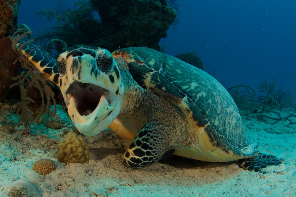 Turks & Caicos Aggressor II | Adventure Logs