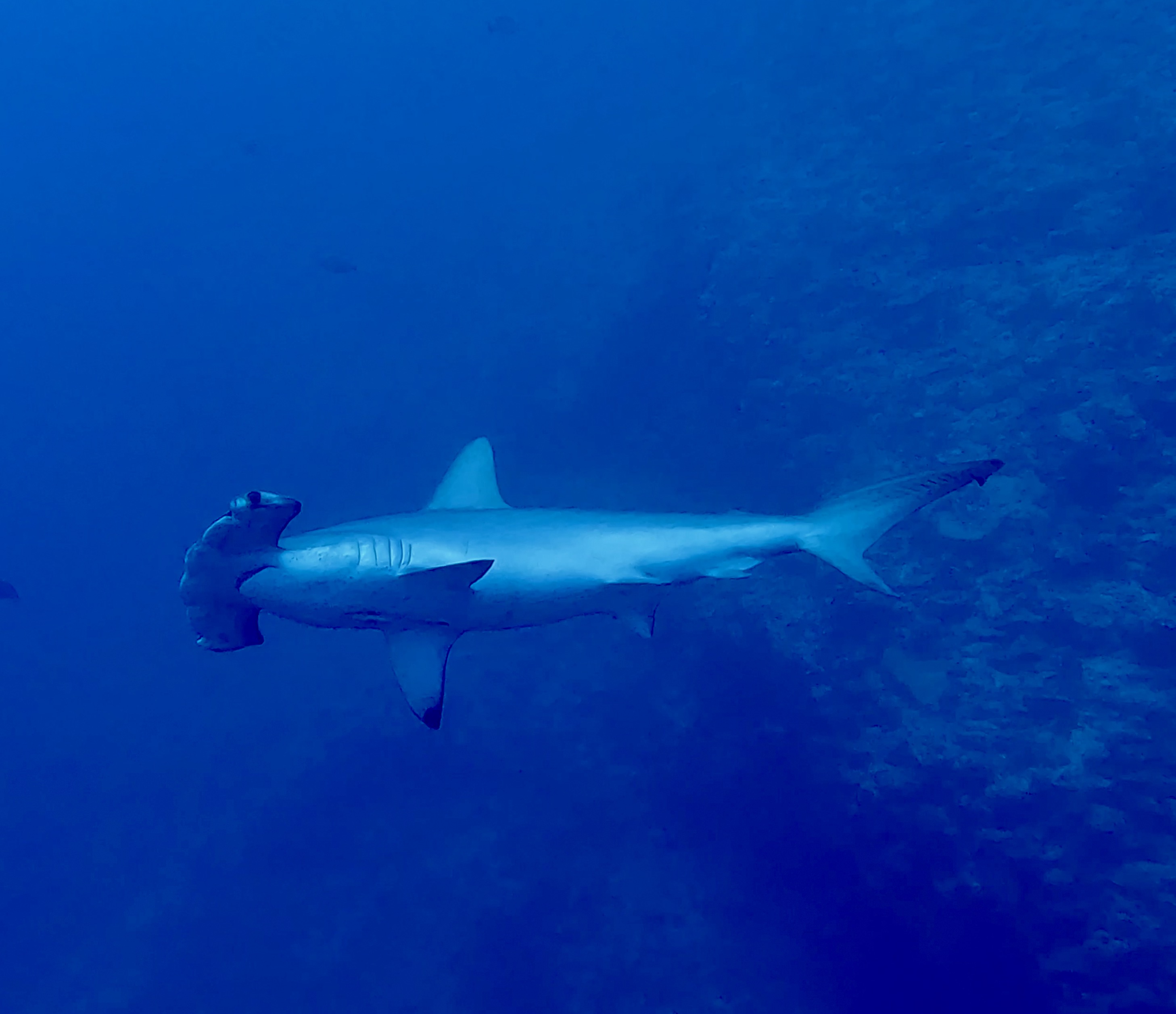 Red Sea Aggressor IV | Adventure Logs