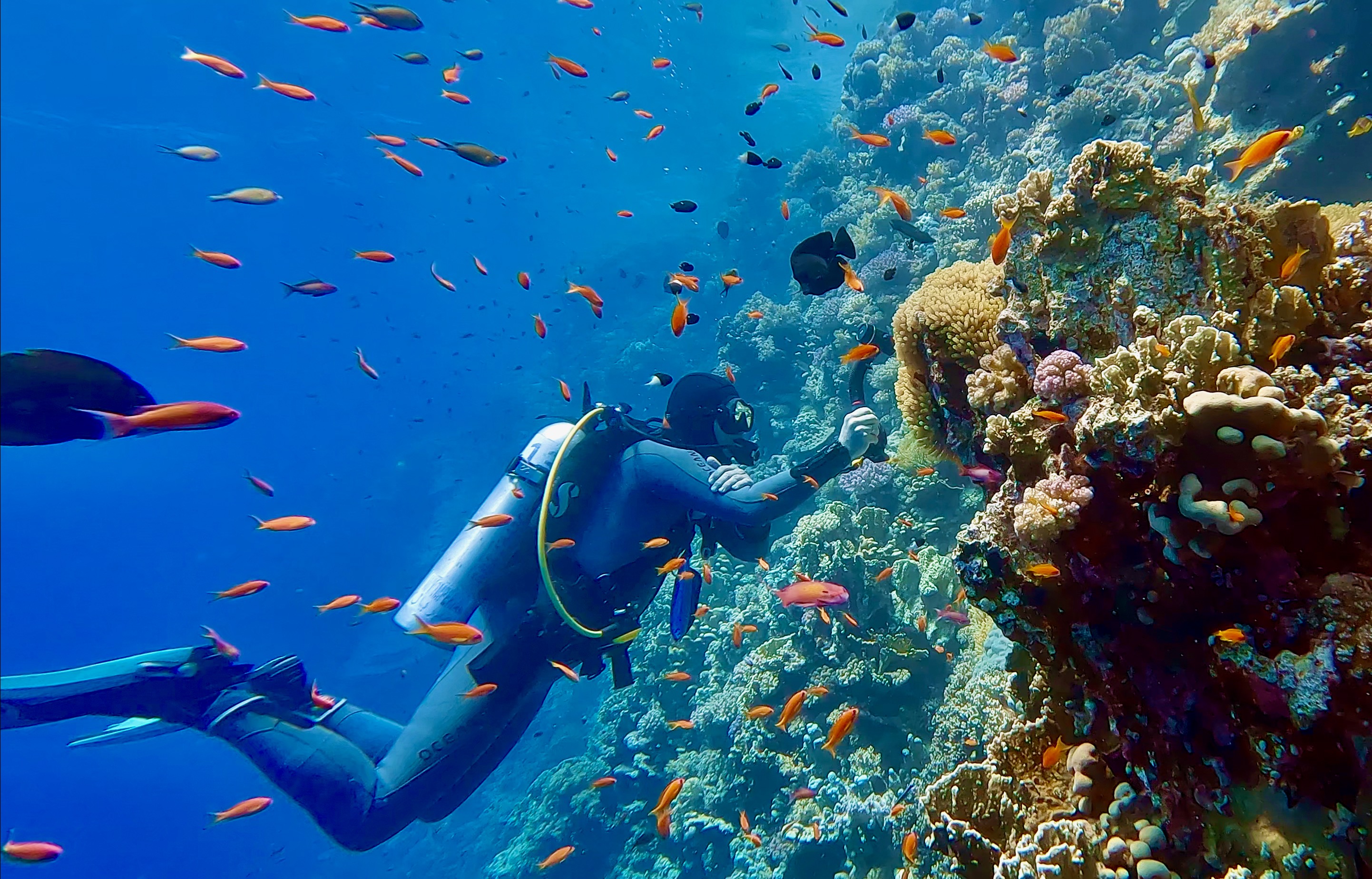 Red Sea Aggressor IV | Adventure Logs