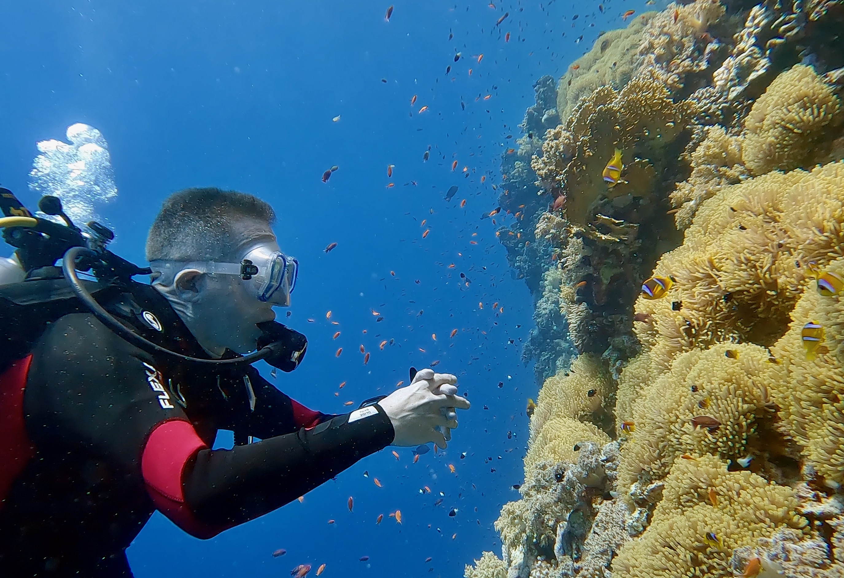 Red Sea Aggressor IV | Adventure Logs