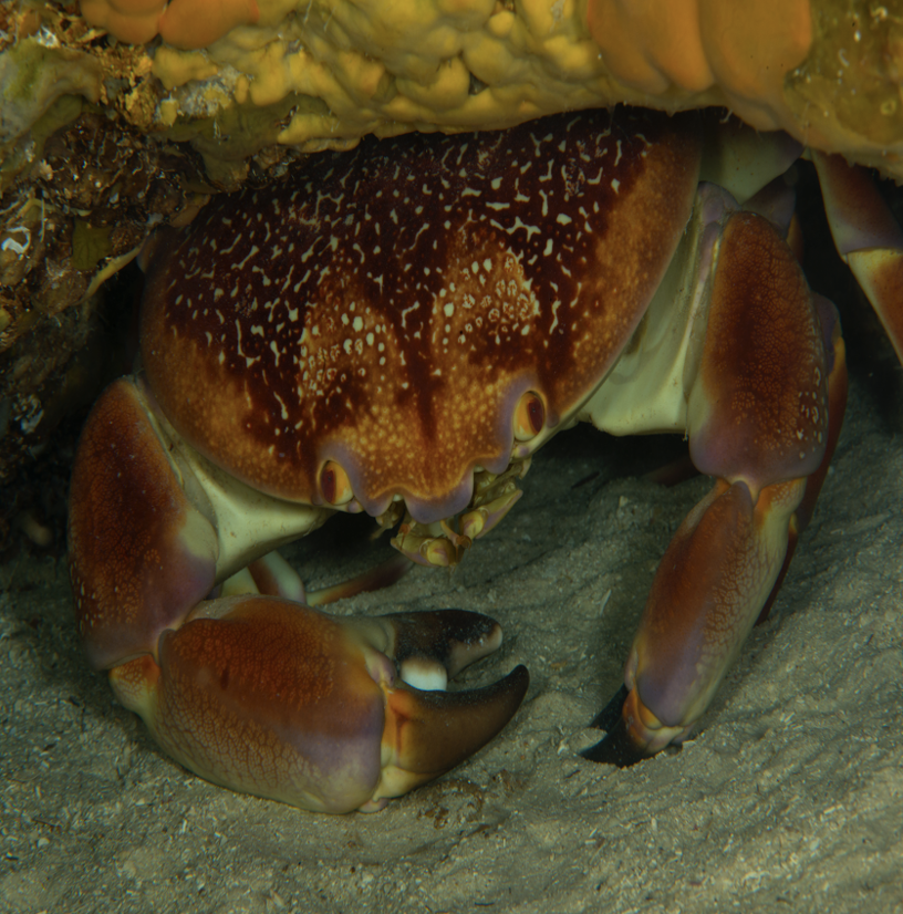 Jardines Aggressor II | Adventure Logs