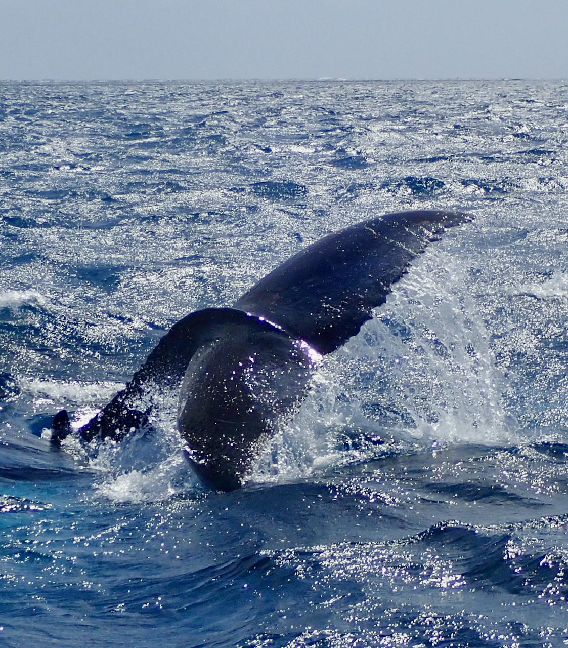 Turks & Caicos Aggressor II Dominican Republic (Snorkeling Only ...