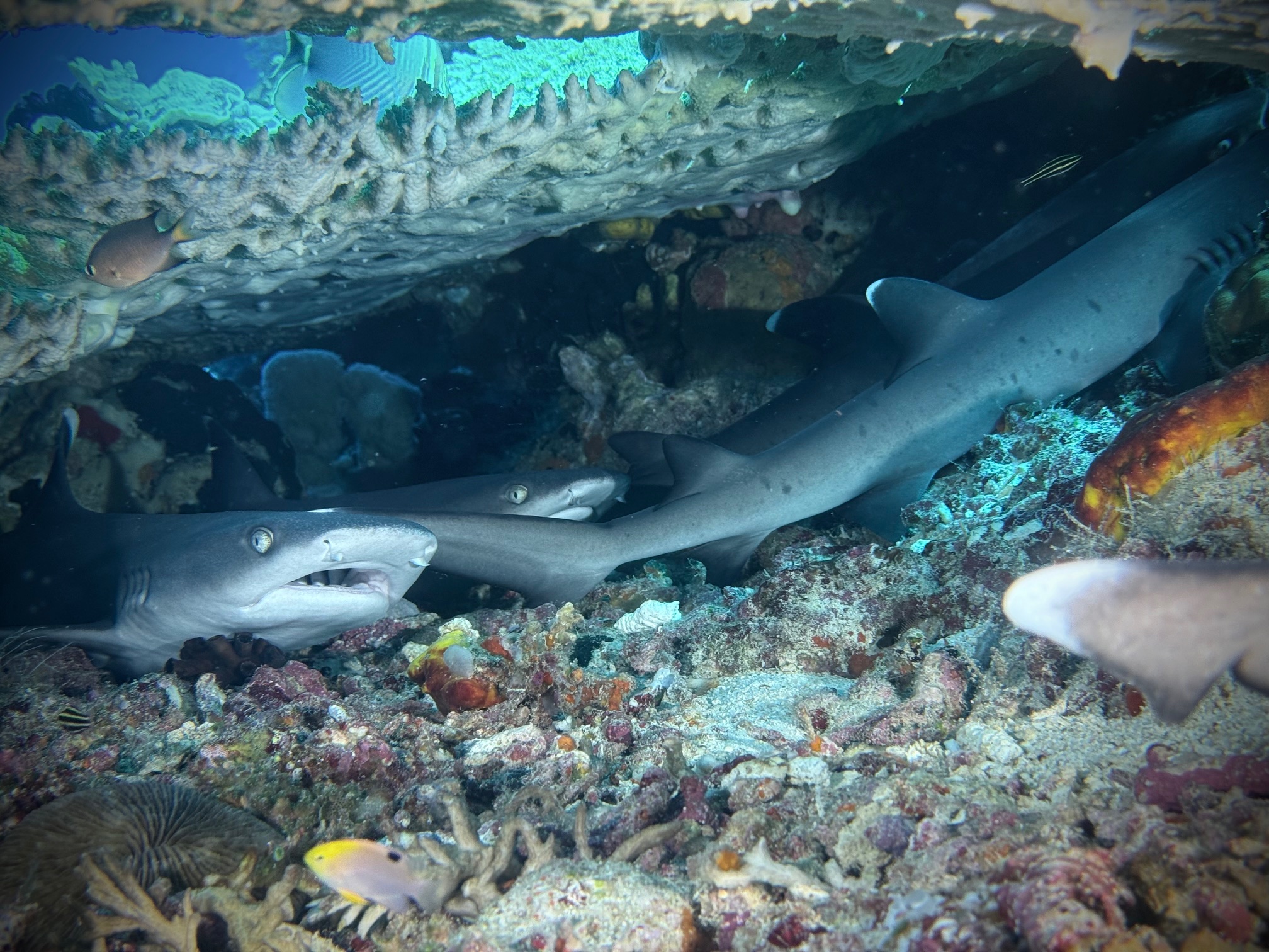 Komodo Aggressor | Adventure Logs