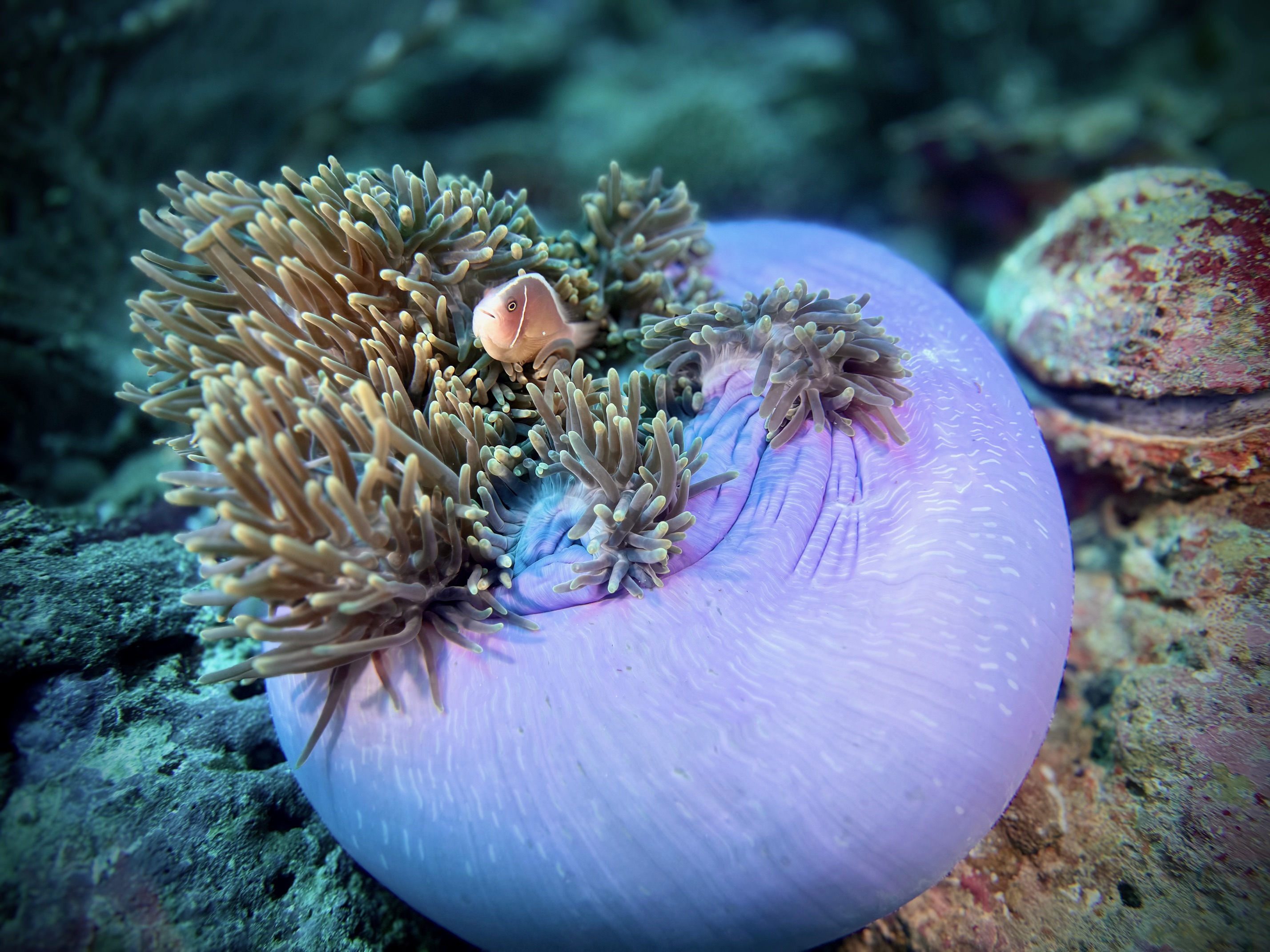 Komodo Aggressor | Adventure Logs