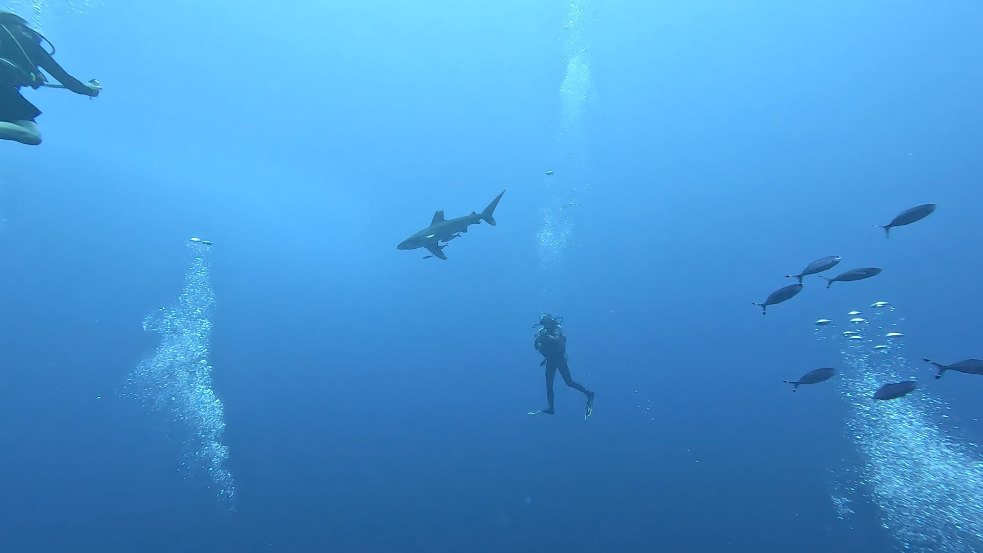 Red Sea Aggressor IV | Adventure Logs