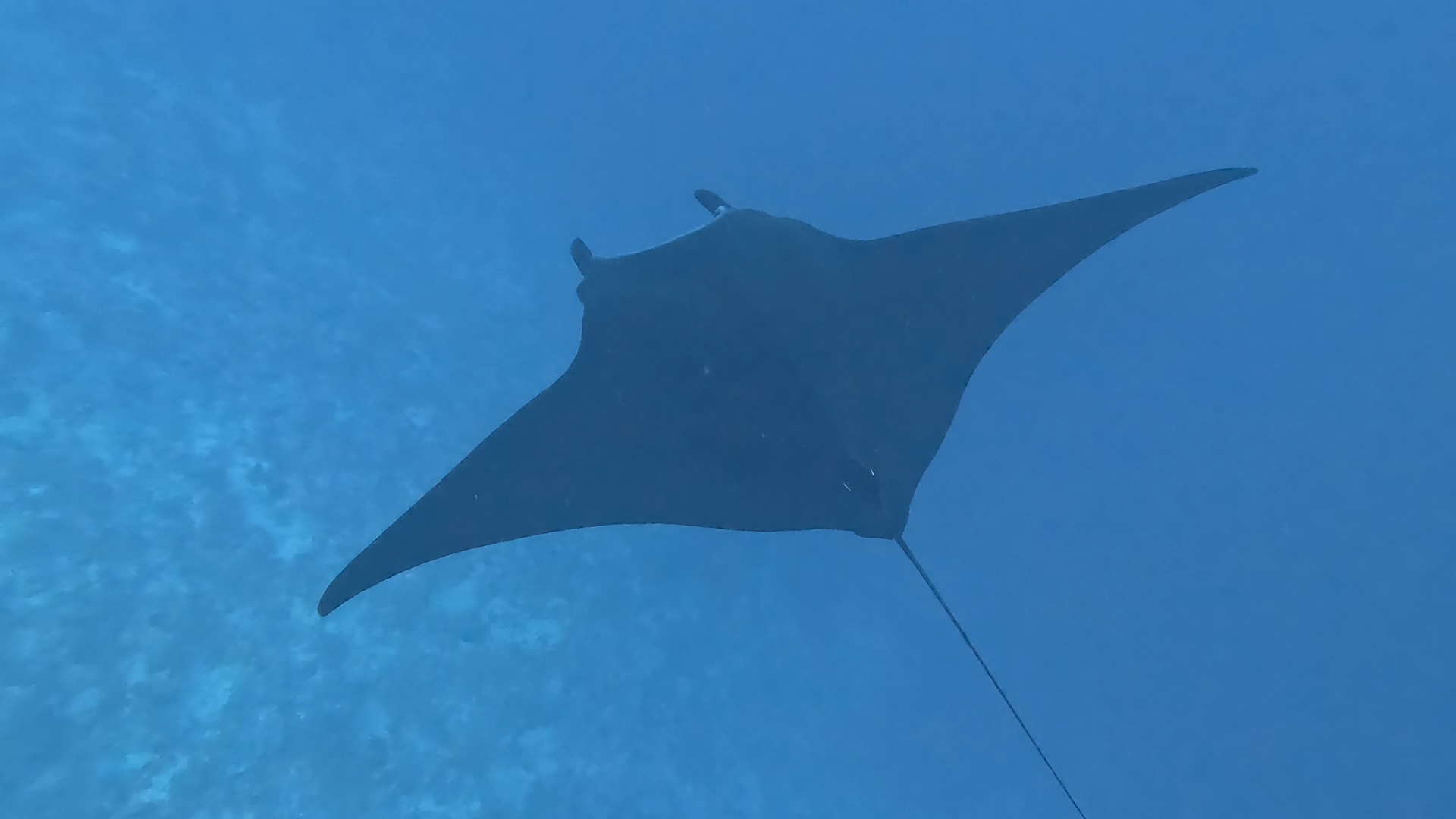 Red Sea Aggressor IV | Adventure Logs