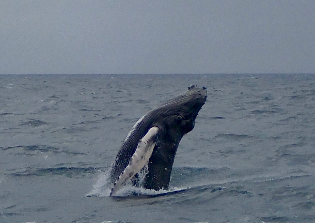 Turks & Caicos Aggressor II Dominican Republic (Snorkeling Only ...