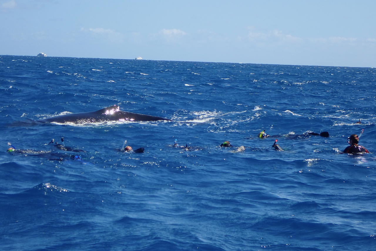 Turks & Caicos Aggressor II Dominican Republic (Snorkeling Only ...